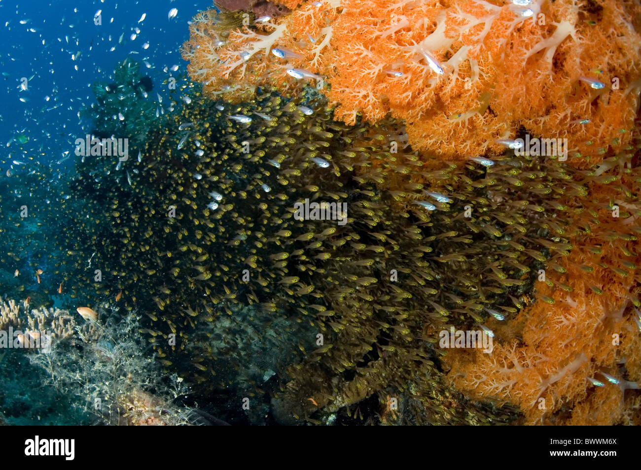 Golden Parapriacanthus ransonneti Sweepers Reef Fish Sea Marine Coral ...