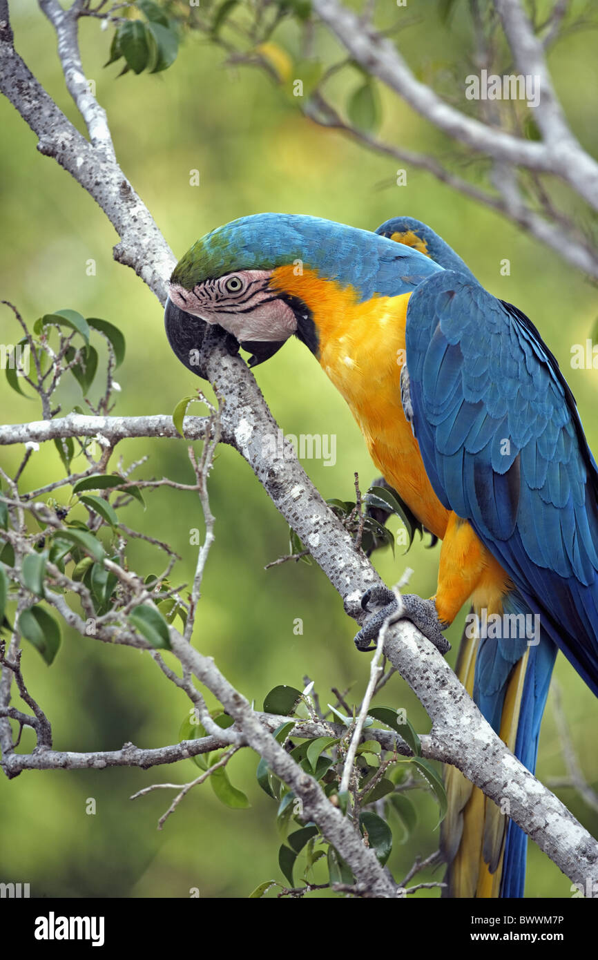 Blue-and-yellow Macaw (Ara ararauna) adult, using beak to climb branch, Pantanal, Mato Grosso ...