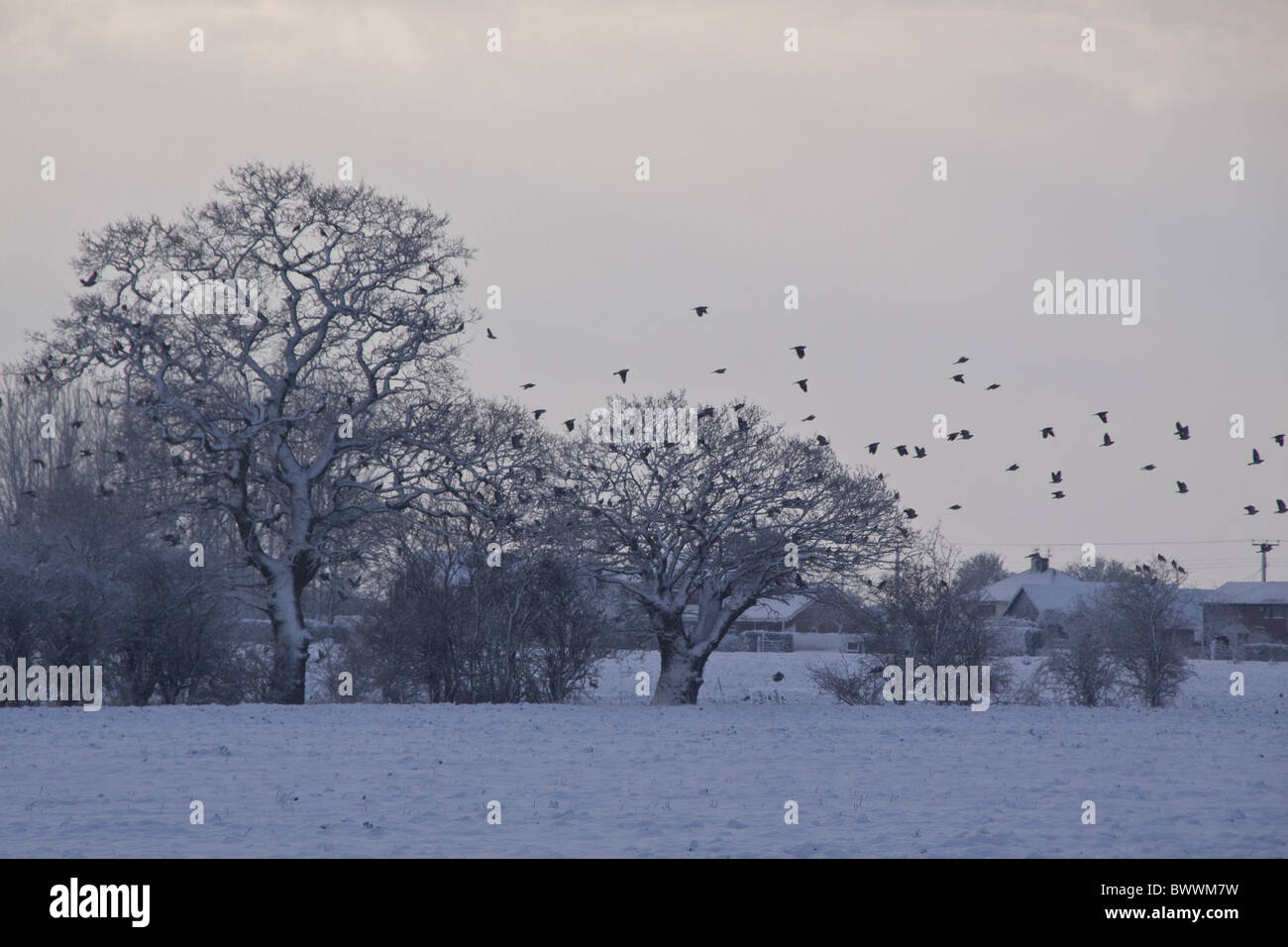 Winter flock of wood pigeons over snowy field Stock Photo - Alamy