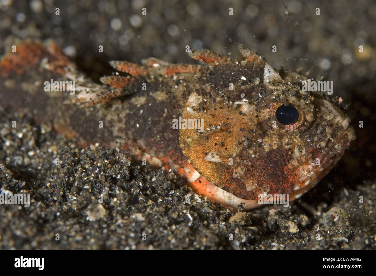 Underwater Marine Sea Diving Muck Air Prang Lembeh Sulawesi Indonesia ...