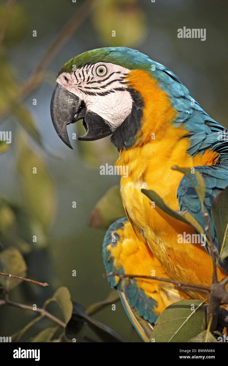 Blue-and-yellow Macaw (Ara ararauna) adult, close-up of head, Pantanal, Mato Grosso, Brazil ...