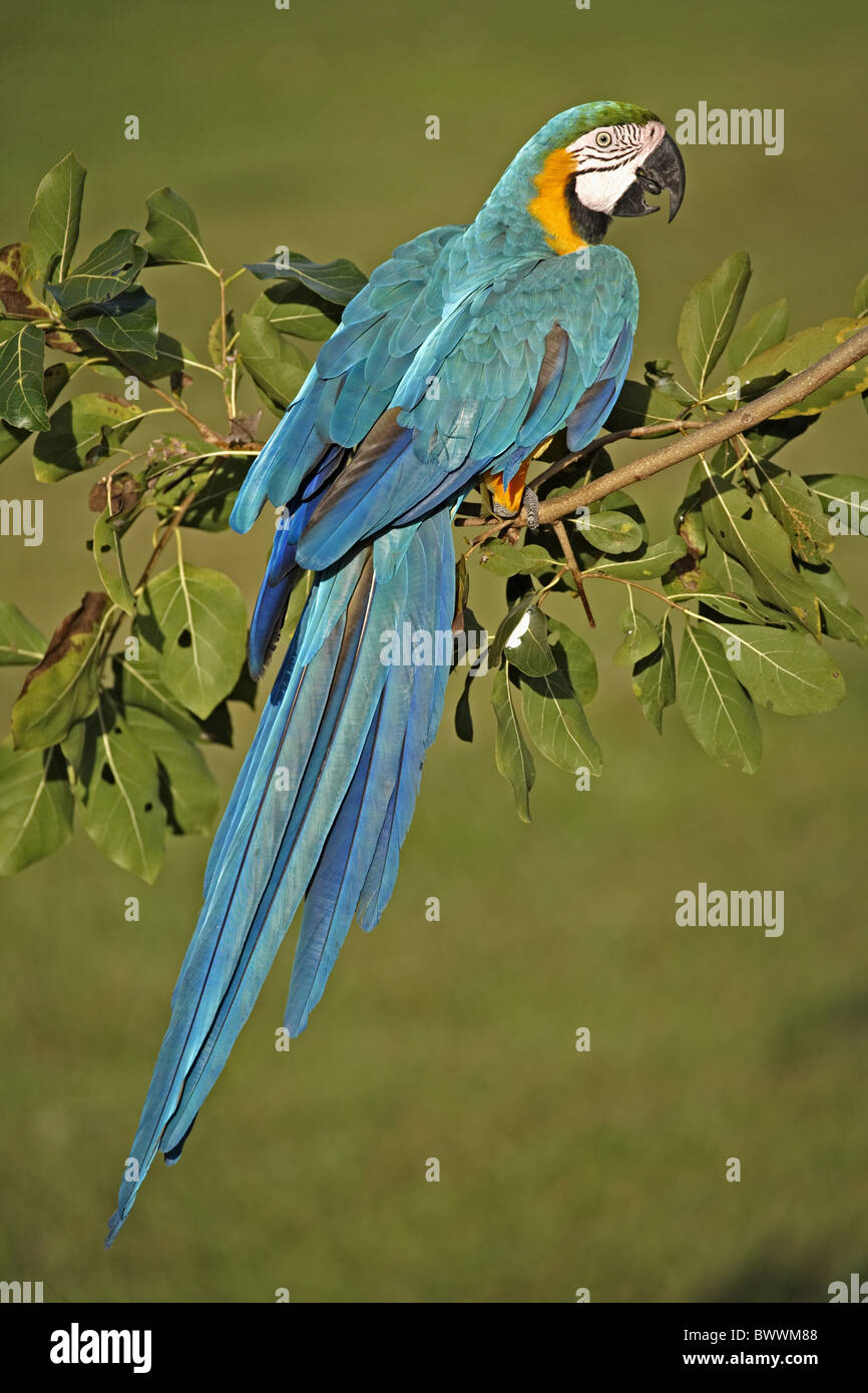 Blue-and-yellow Macaw (Ara ararauna) adult, perched on branch, Pantanal, Mato Grosso, Brazil ...