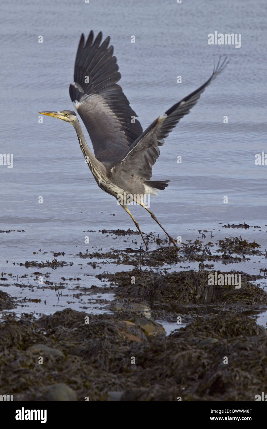 Grey Heron taking off from a sea lock Scotland Stock Photo - Alamy