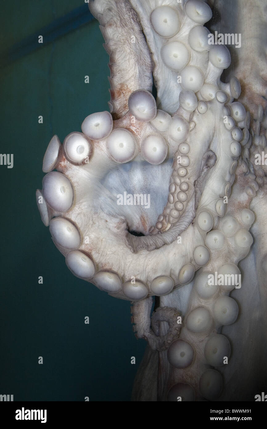 animal animals octopus octopi invertebrate invertebrates mollusc ...