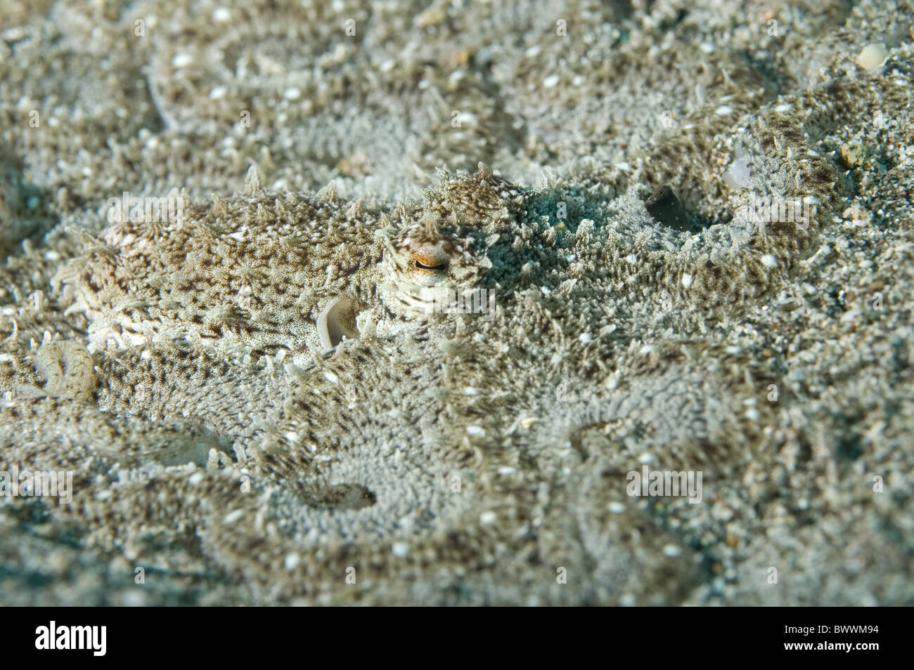 Octopus Underwater Muck Black Sand Lembeh Marine Sea Diving Sulawesi ...