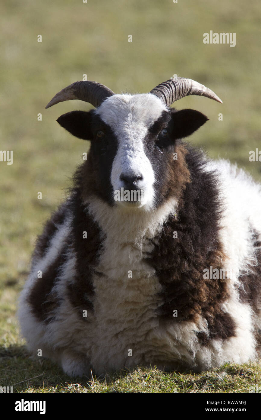 Wool with spots hi-res stock photography and images - Alamy