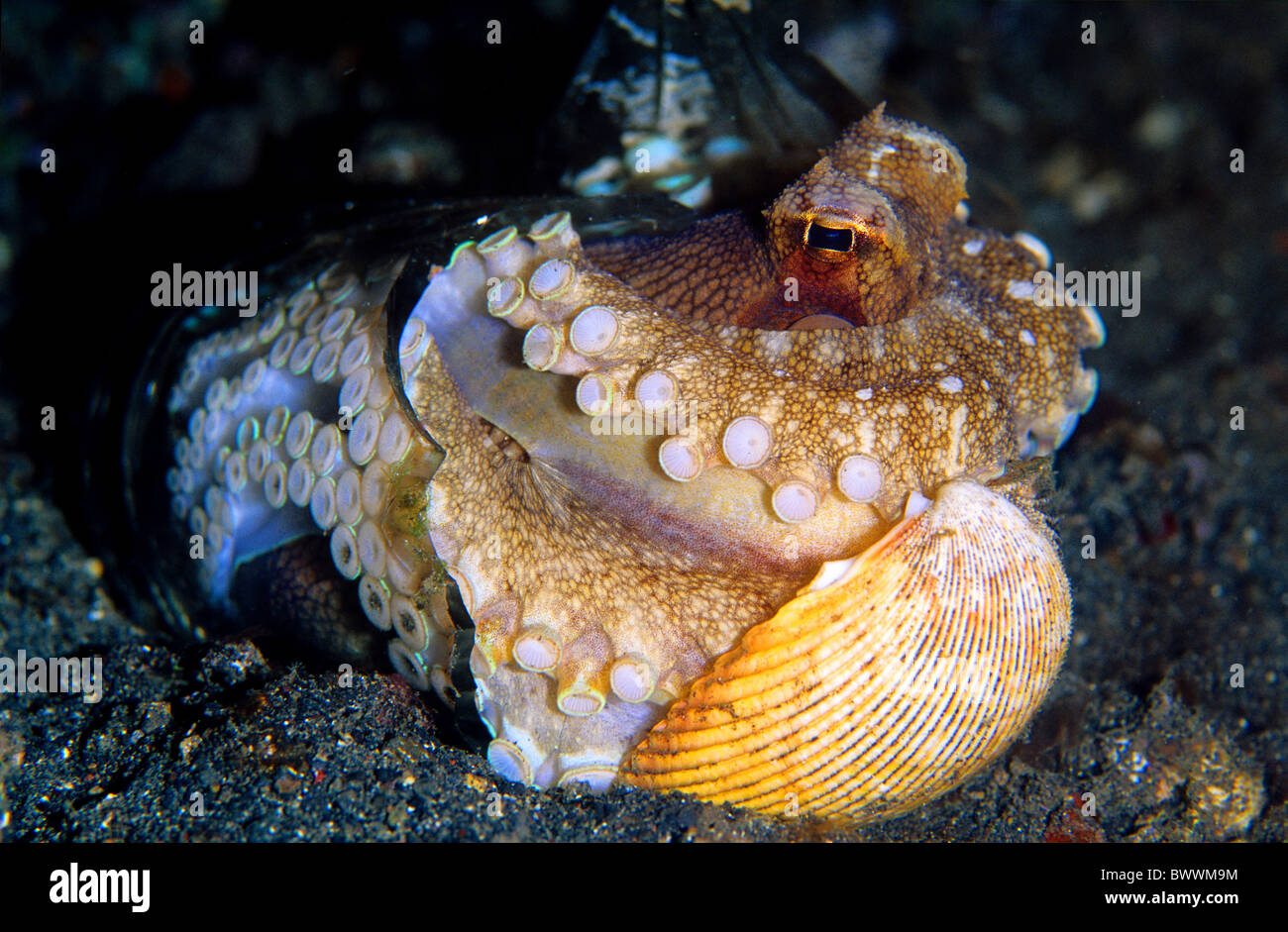 Underwater Marine Sea Diving Muck Black Sand Jahir Lembeh Sulawesi ...