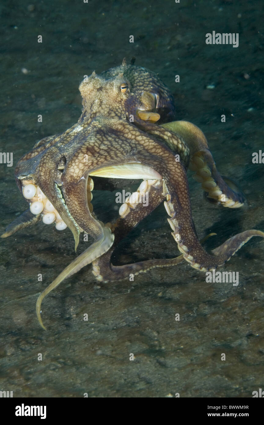 Veined Octopus marginatus Walking Coconut Shell Muck Black Sand Lembeh ...