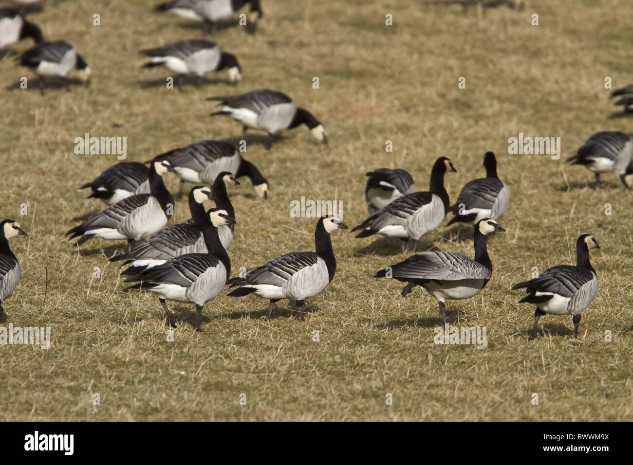 Barnacle Geese on Islay - Scotland Stock Photo - Alamy