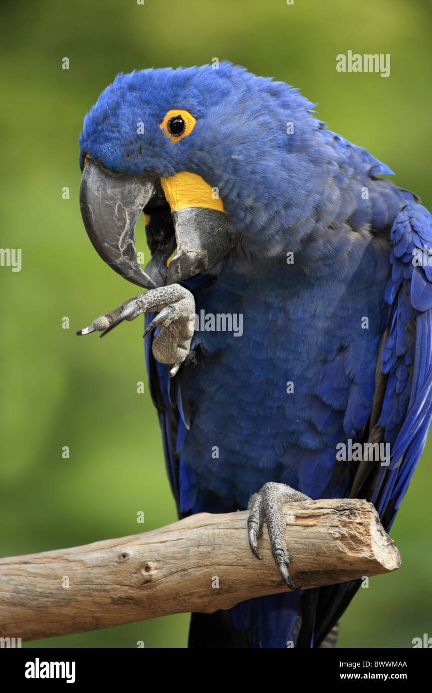 Hyacinth Macaw (Anodorhynchus hyacinthinus) adult, preening foot ...