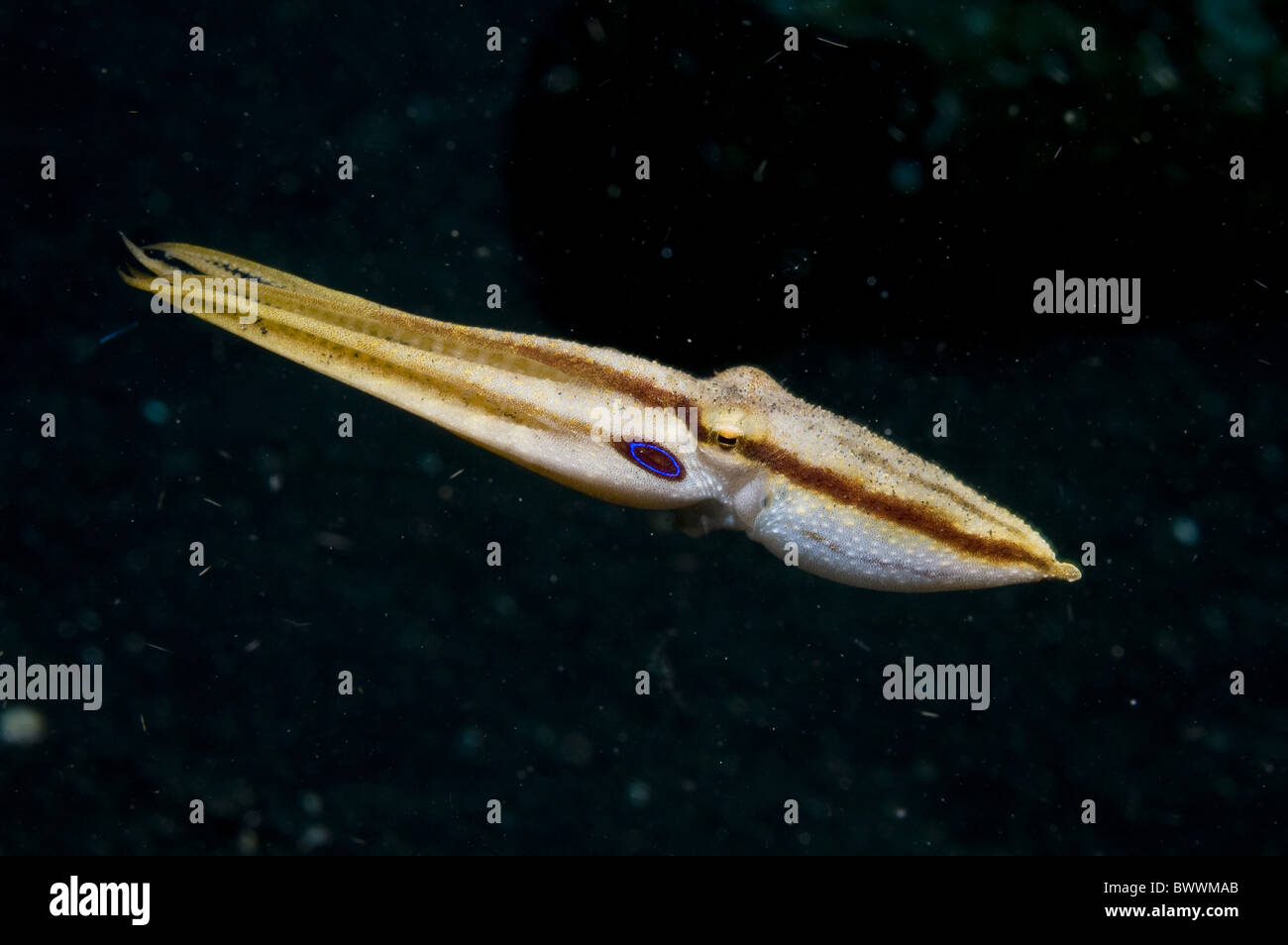 Ocellate mototi hi-res stock photography and images - Alamy