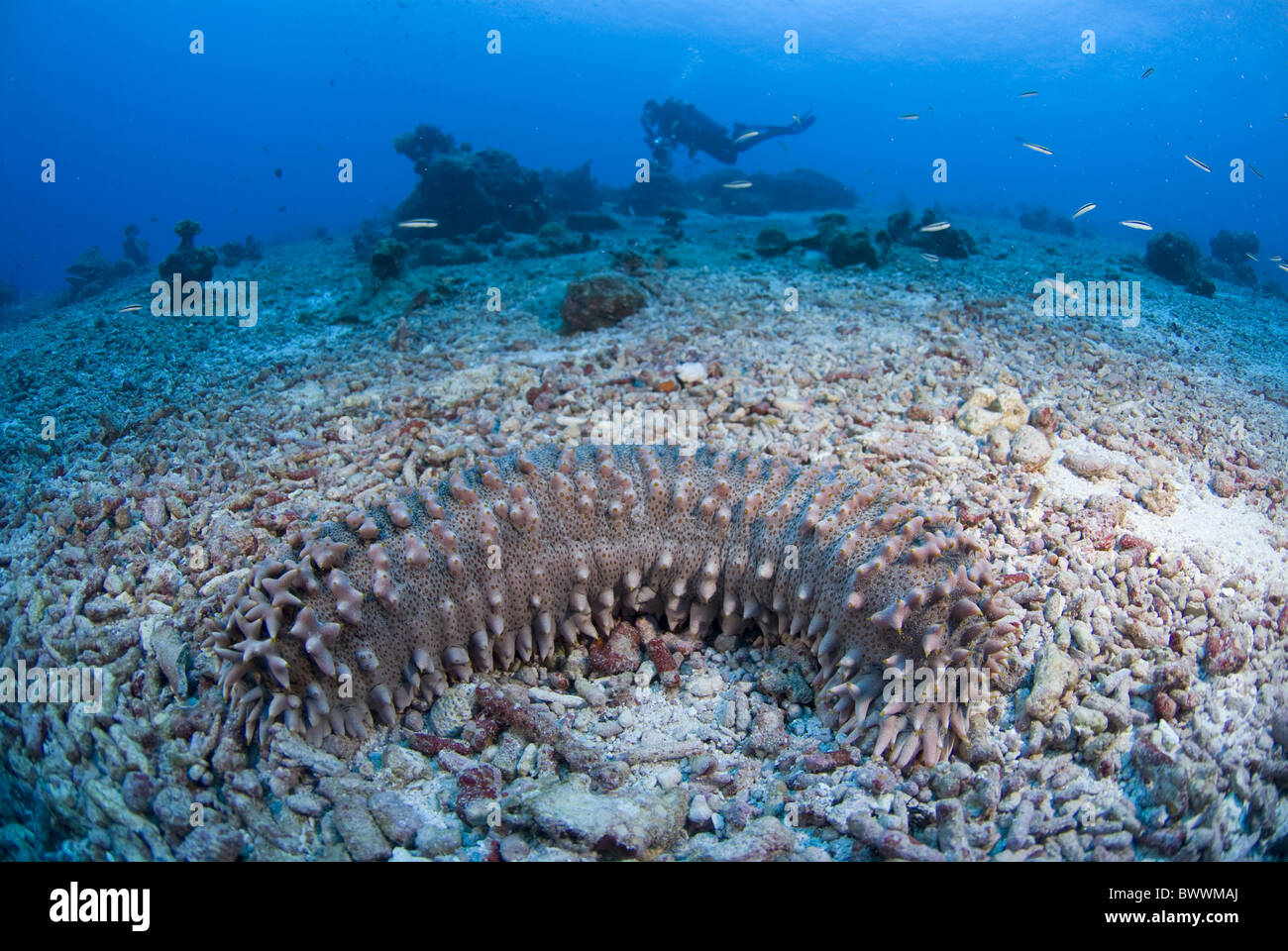 Sea Cucumber (Holothuroidea sp.) adult, in habitat with diver in ...