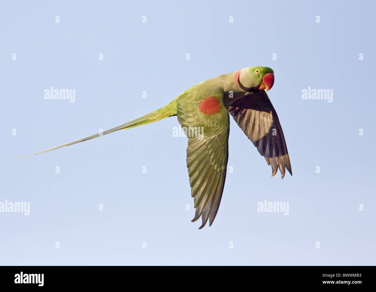Psittacula parakeets hi-res stock photography and images - Alamy