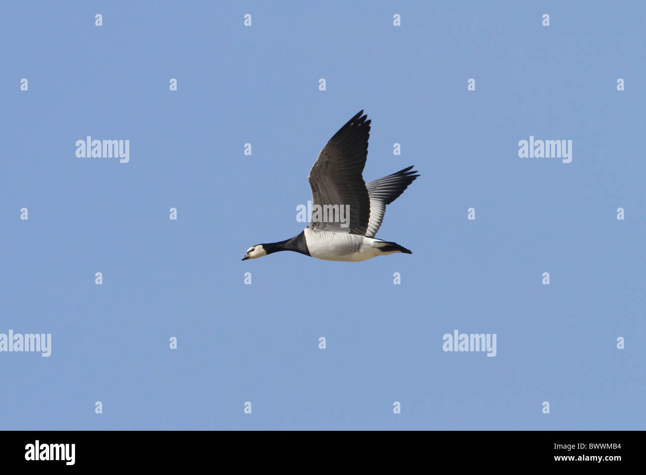 Flying Barnacle Goose on ISlay - Scotland Stock Photo - Alamy