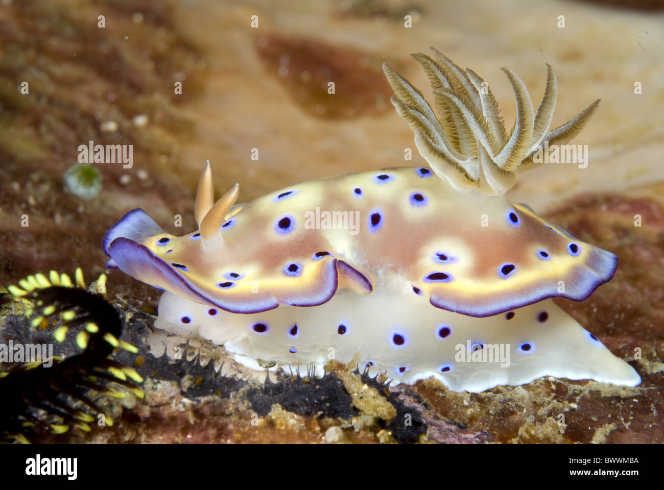 Mantle Kune's Nudibranch Chromodoris kunei Angel's WIndow Dive Site ...