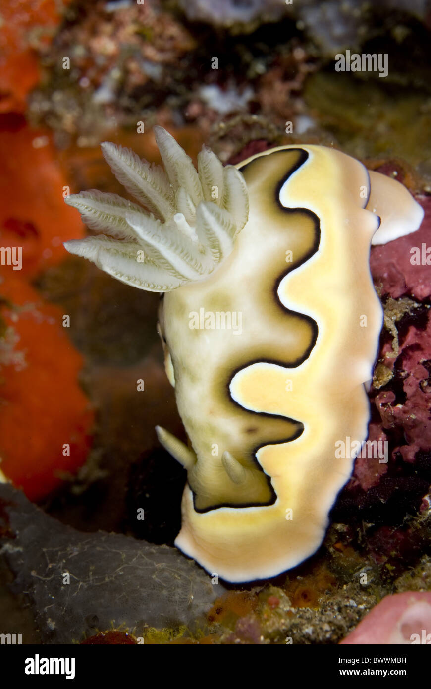 Cos chromodoris chromodoris coi hi-res stock photography and images - Alamy