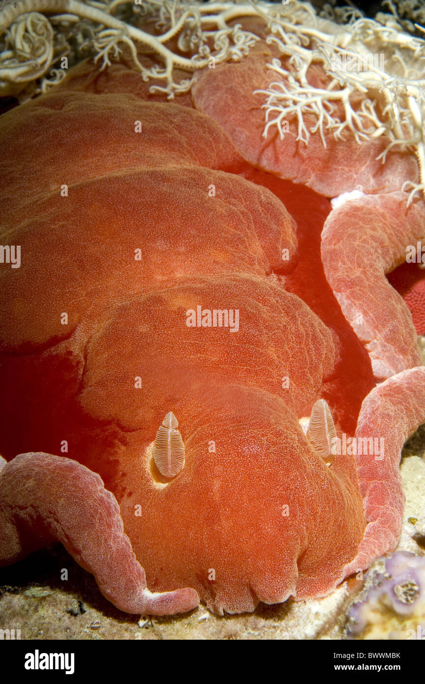 Spanish Dancer (Hexabranchus sanguineus) adult, under Basket Star ...