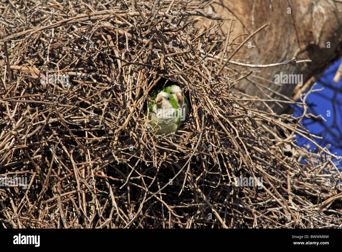Adult monk parakeets hi-res stock photography and images - Alamy