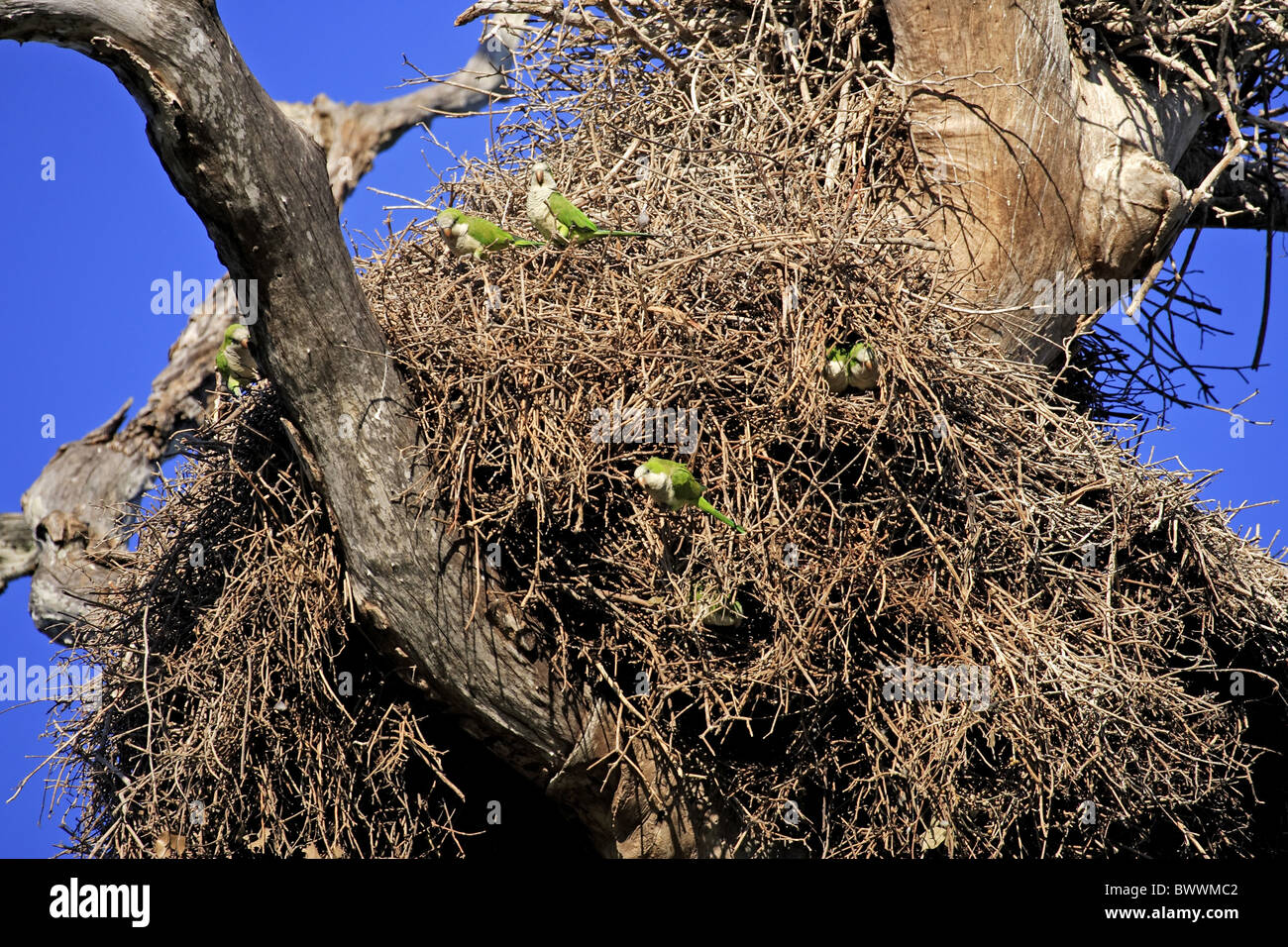 Monk Parakeet (Myiositta monachus) adults, nesting colony in tree ...
