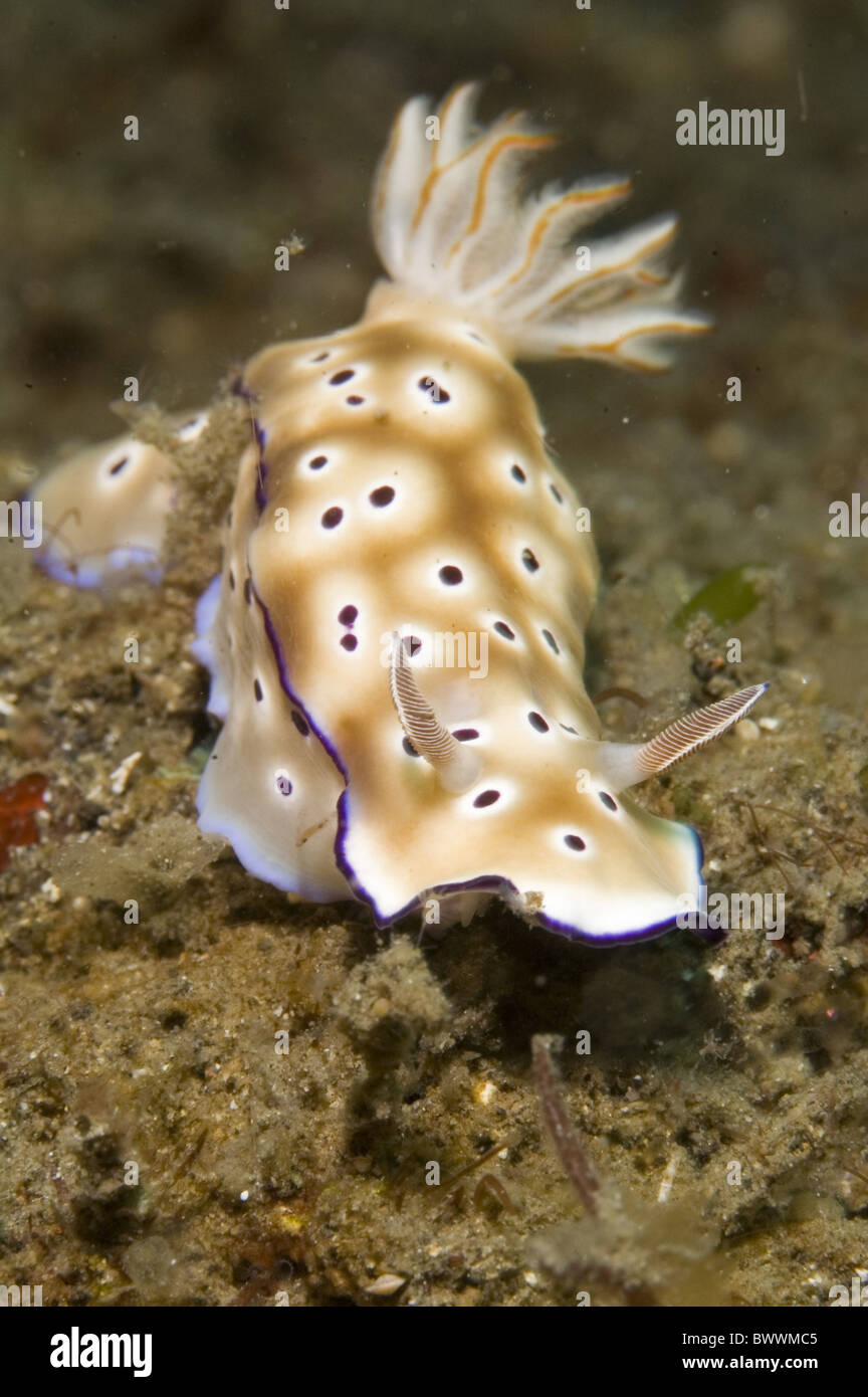 Underwater Marine Sea Diving Muck House Reef Lembeh Sulawesi Indonesia ...