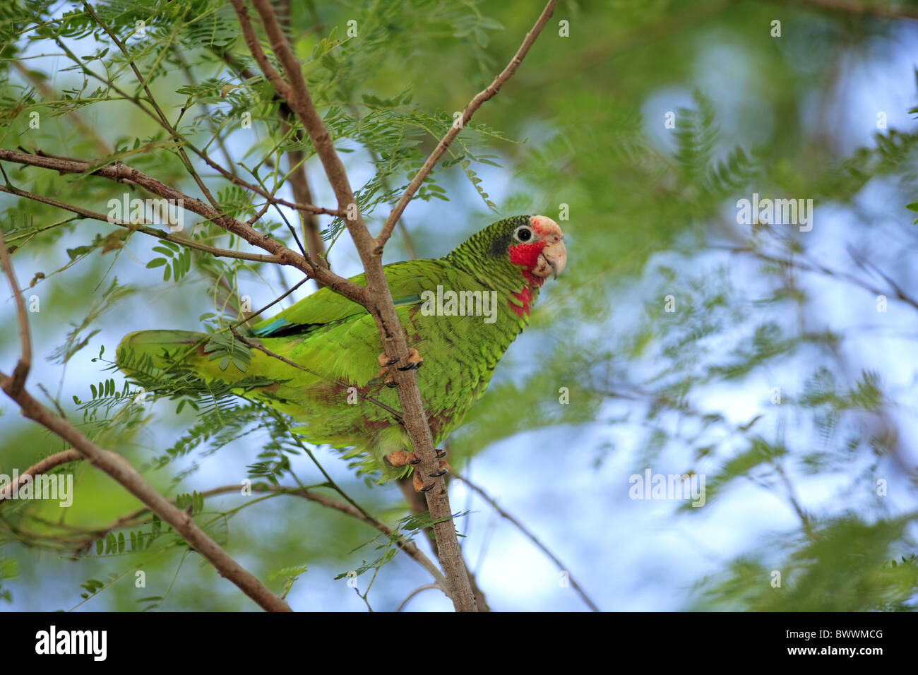 Amazona leucocephala caymanensis hi-res stock photography and images ...