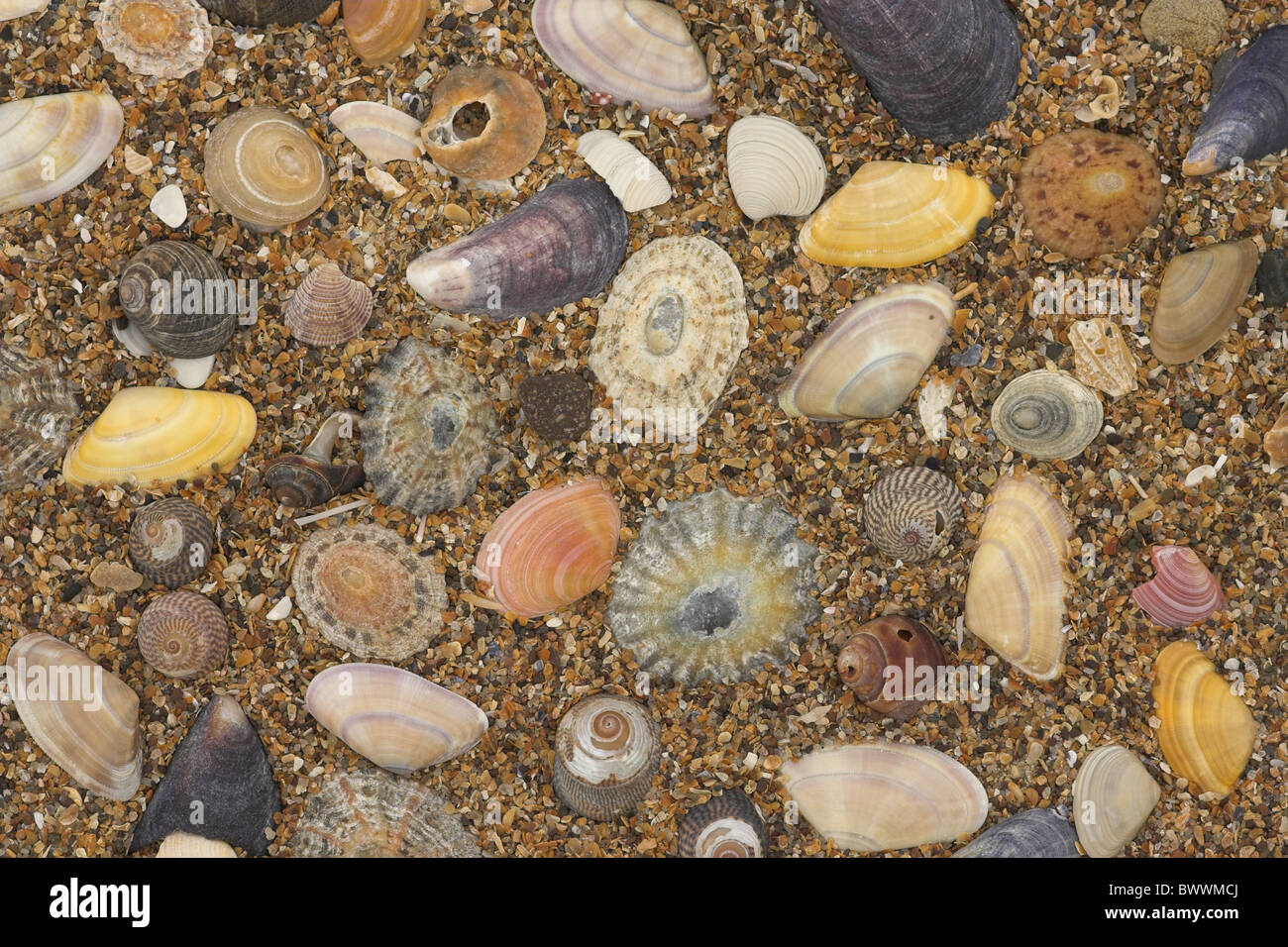 Empty shells beach numerous different species Stock Photo - Alamy