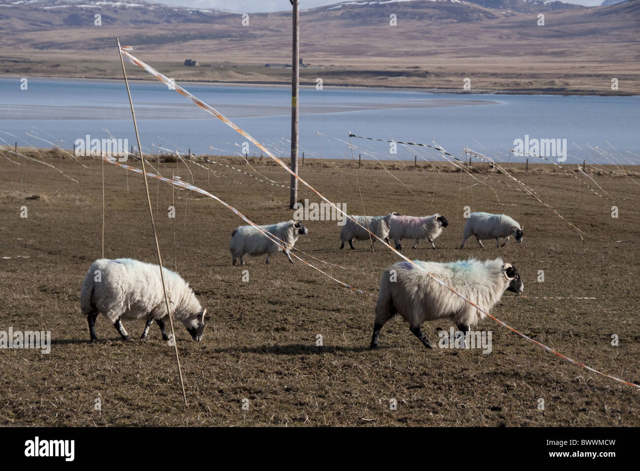 Scottish black face sheep field with geese Stock Photo - Alamy