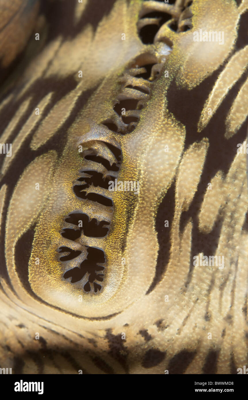 Fluted Giant Clam Tridacna squamosa Maluku Divers Reef Marine Sea ...