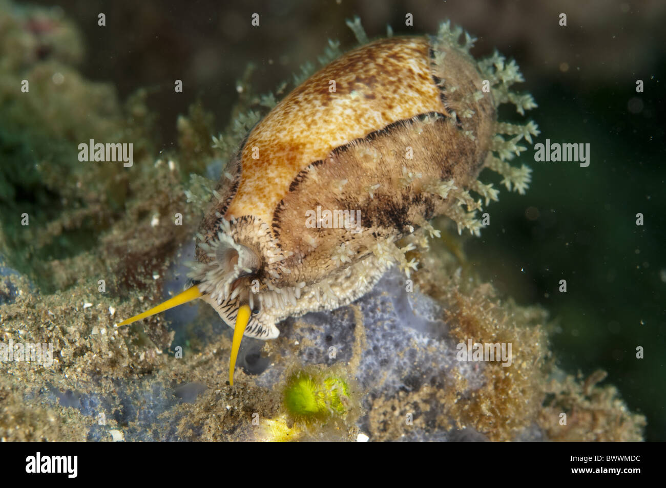 Thick shell hi-res stock photography and images - Alamy