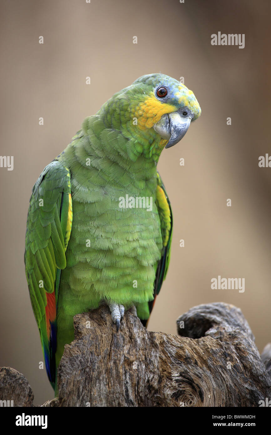 Orange Winged Amazon Parrot High Resolution Stock Photography and ...