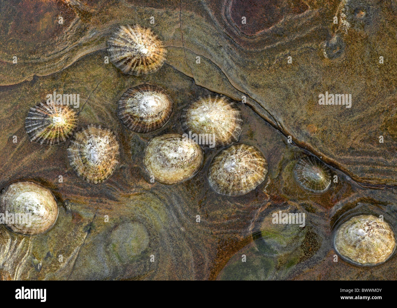 animal animals shell shells mollusc molluscs invertebrate invertebrates ...