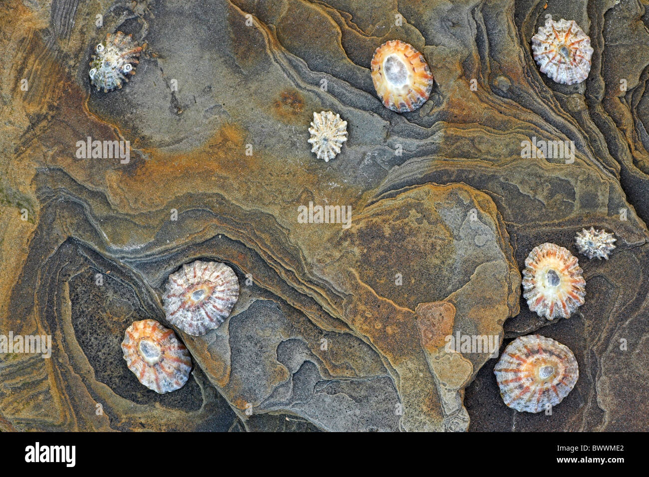 animal animals shell shells mollusc molluscs invertebrate invertebrates ...