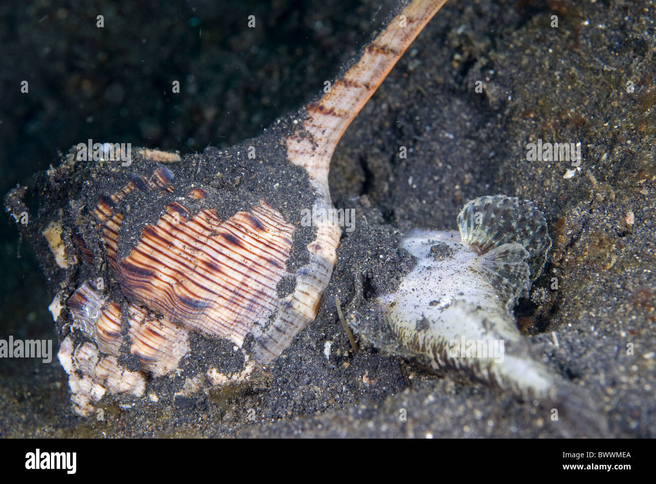 Shell Haustellum Scavenging Dead Fish Hairball Dive Site Lembeh Black ...