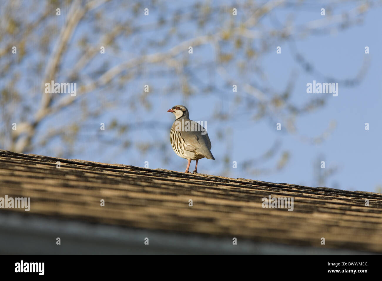 A chukar partridge hi-res stock photography and images - Alamy