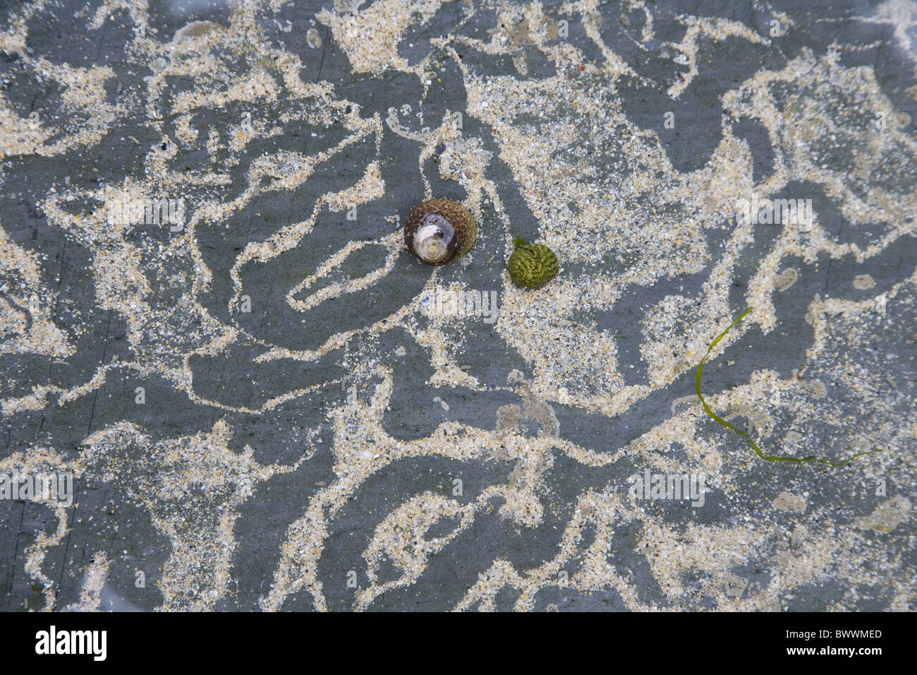 Thick Topshell (Monodonta lineata) and Purple Topshell (Gibbula ...