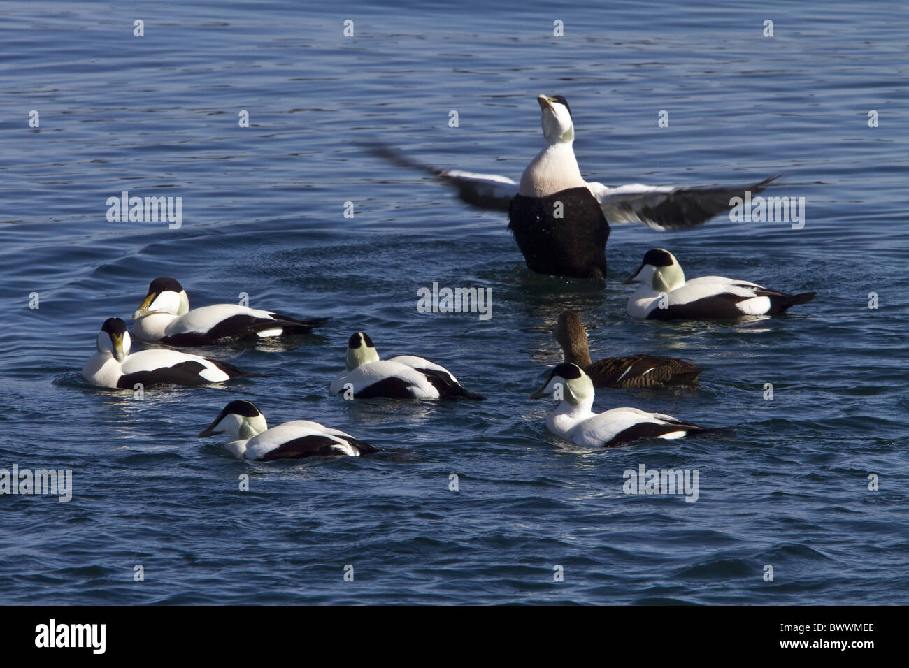 7 ducks hi-res stock photography and images - Alamy