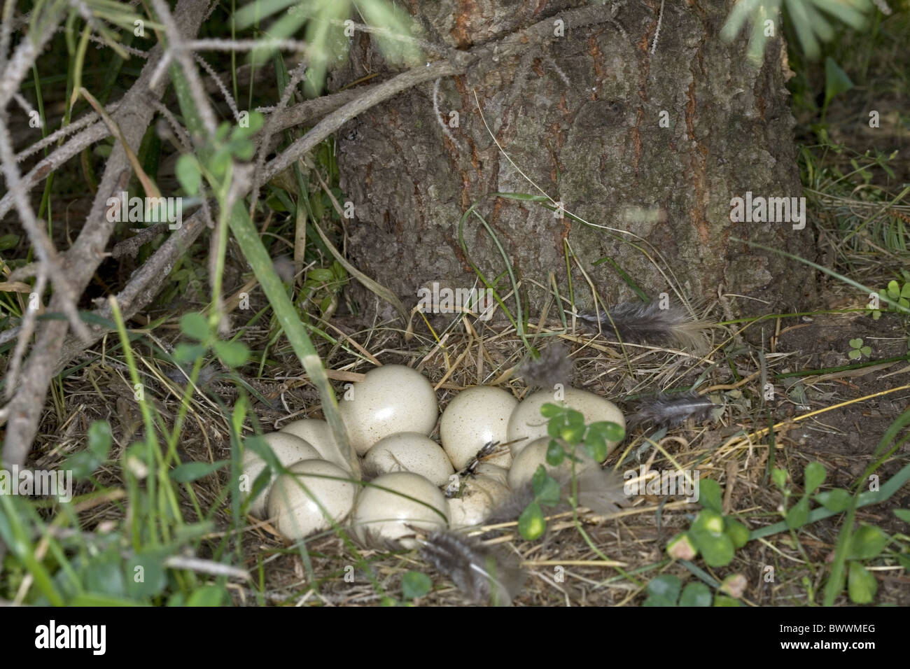 Chukar partridge alectoris chukar eggs in nest hi-res stock photography ...