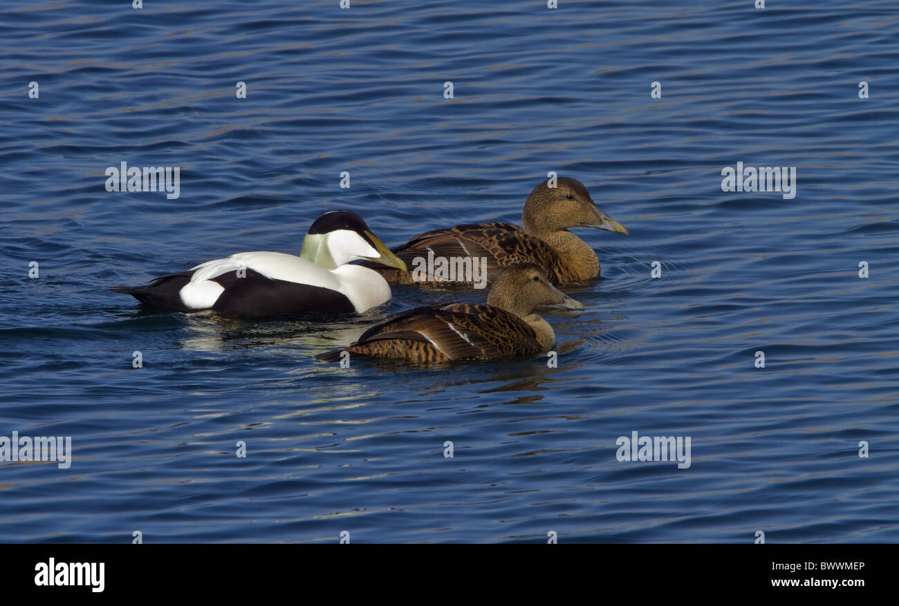Two Male and one female Eider ducks Stock Photo - Alamy