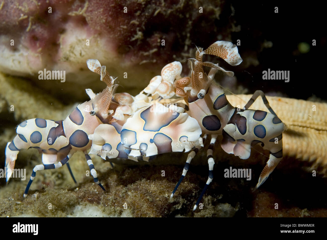 Harlequin Shrimp Hymenocera elegans Corn Cob Muck Black Sand Lembeh ...