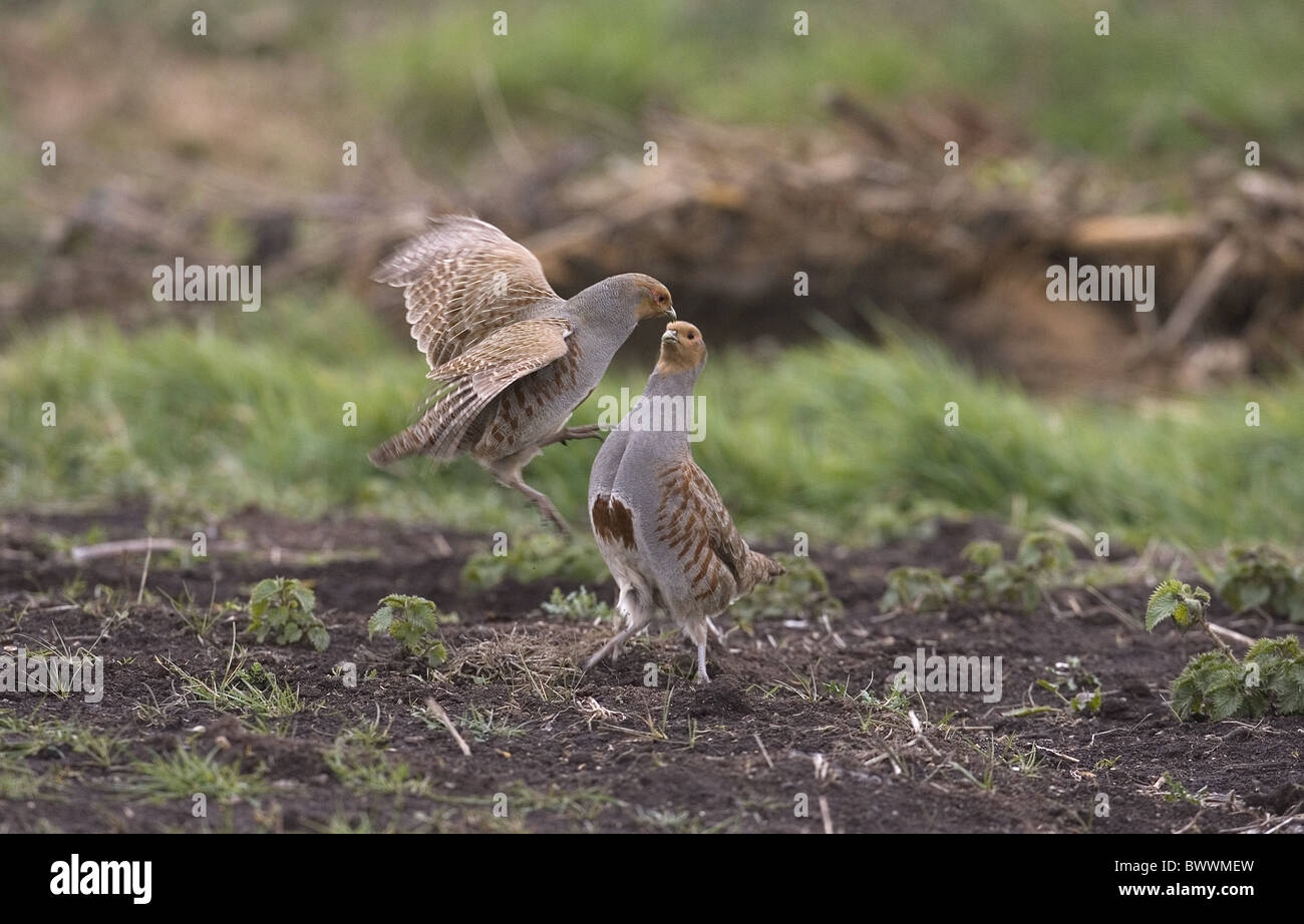 Perdix perdix norfolk gamebird hi-res stock photography and images - Alamy