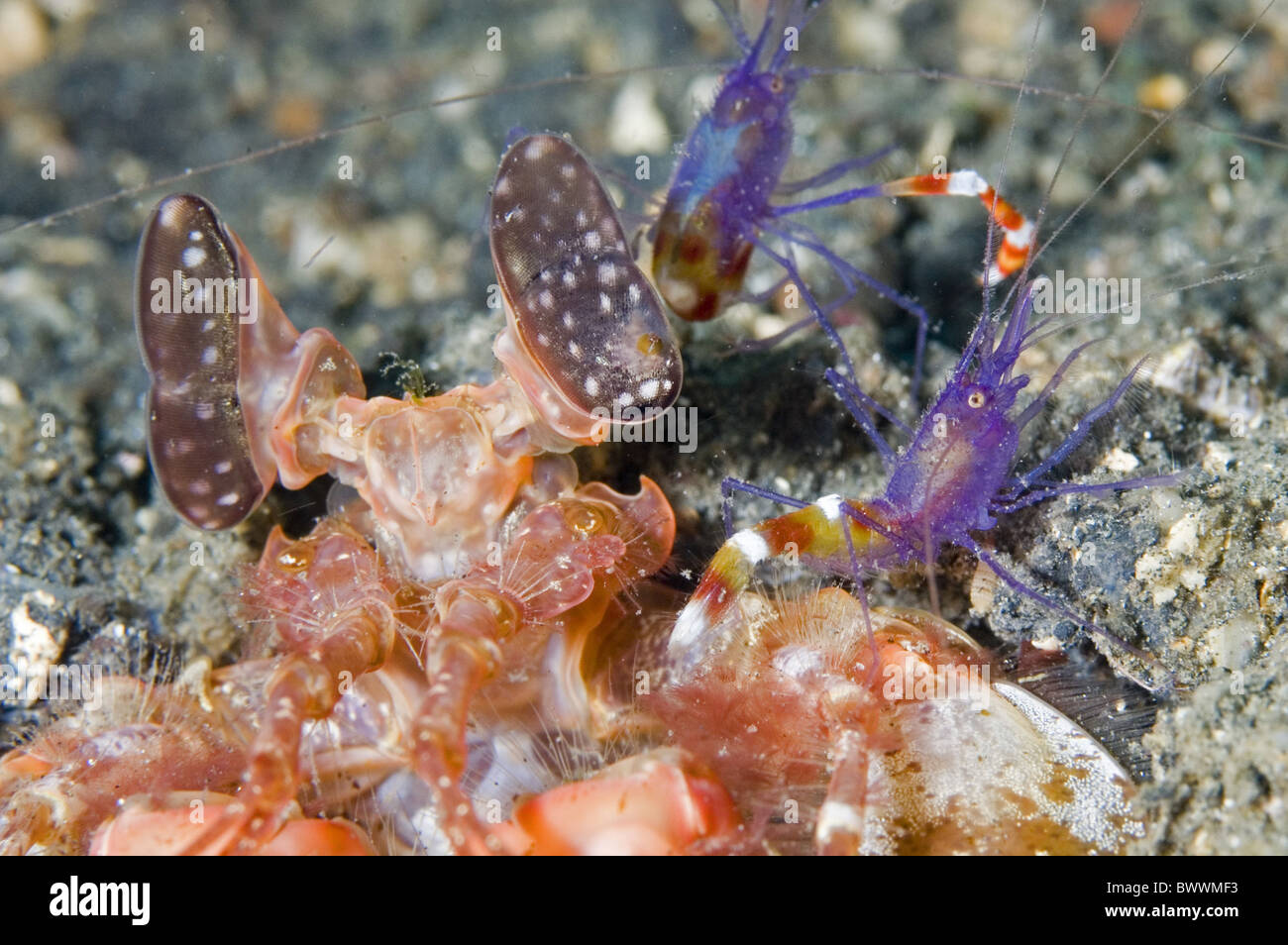 Boxer Shrimp (Stenopus tenuirostris) adults, with Spearing Mantis ...