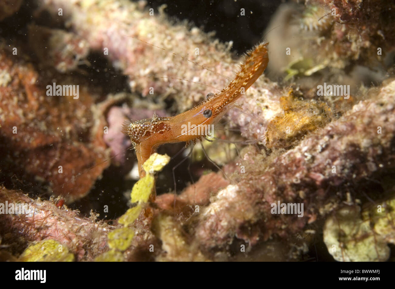 Underwater Marine Sea Diving Muck House Reef Lembeh Sulawesi Indonesia ...