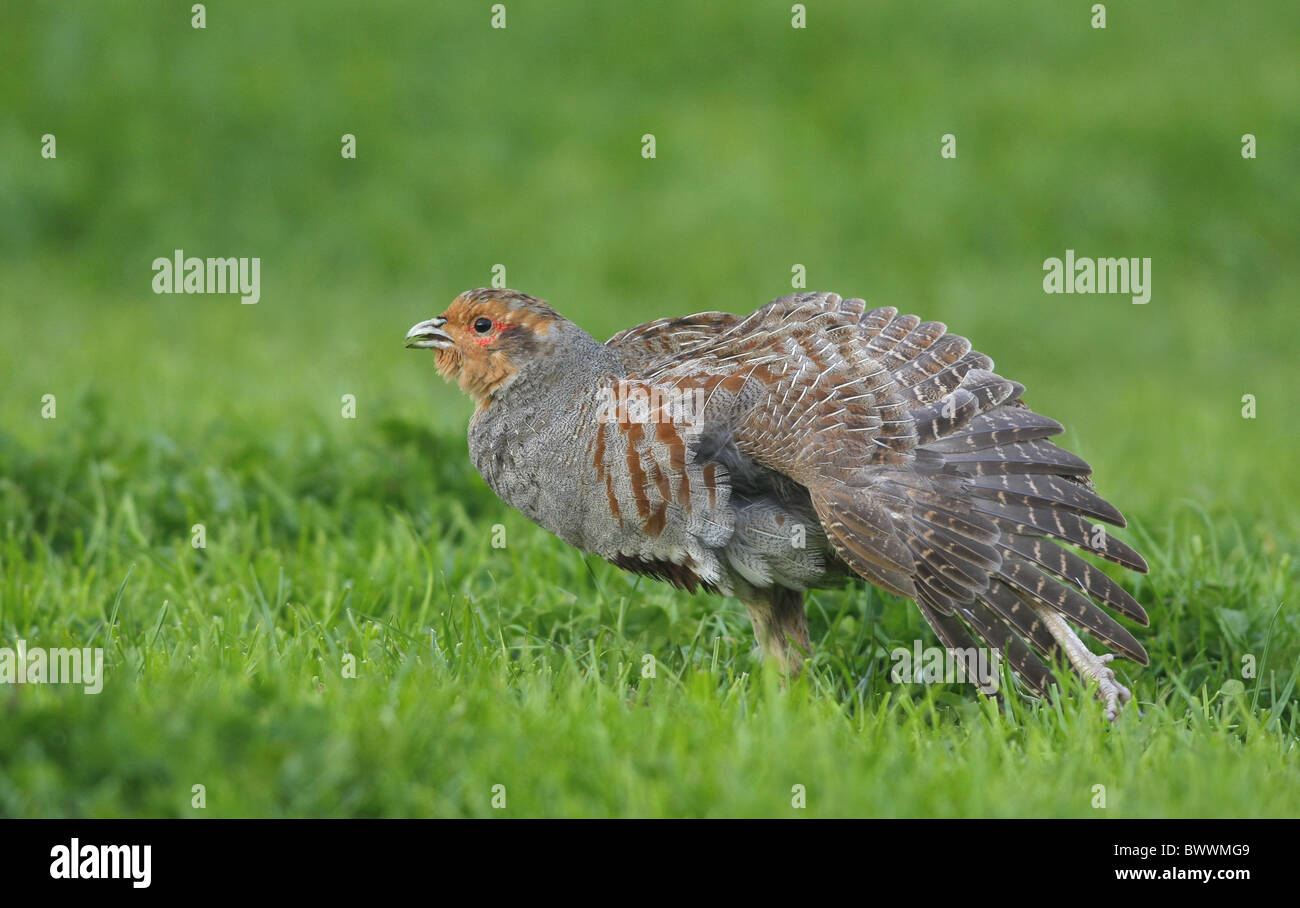 Grey Partridge (Perdix perdix) adult male, wing stretching, standing in ...
