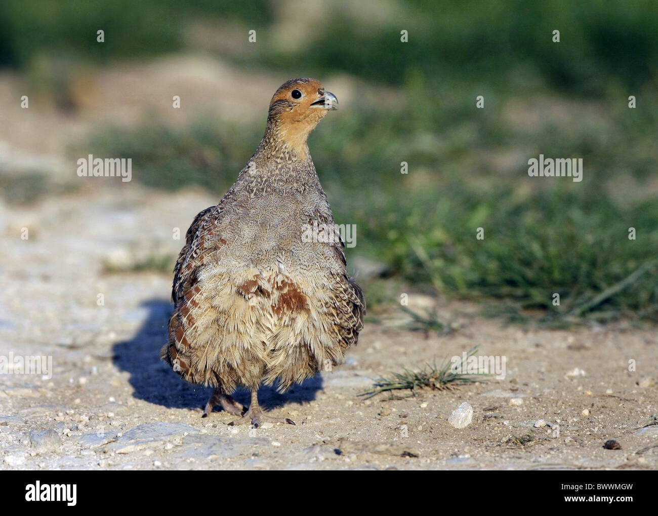 Grey partridge perdix perdix female hi-res stock photography and images ...