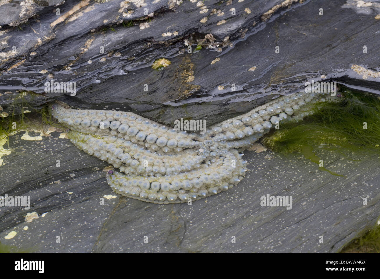 Spiny Starfish (Marthasterias glacialis) adult, underwater in shallow ...