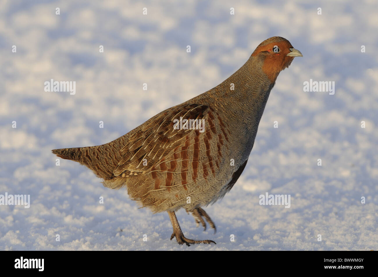 Perdix perdix norfolk gamebird hi-res stock photography and images - Alamy
