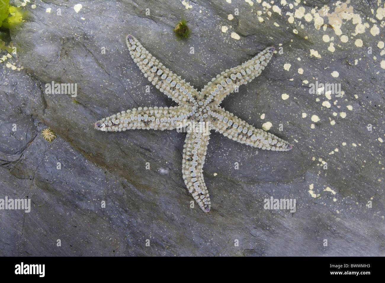 Spiny Starfish (Marthasterias glacialis) adult, underwater in shallow ...