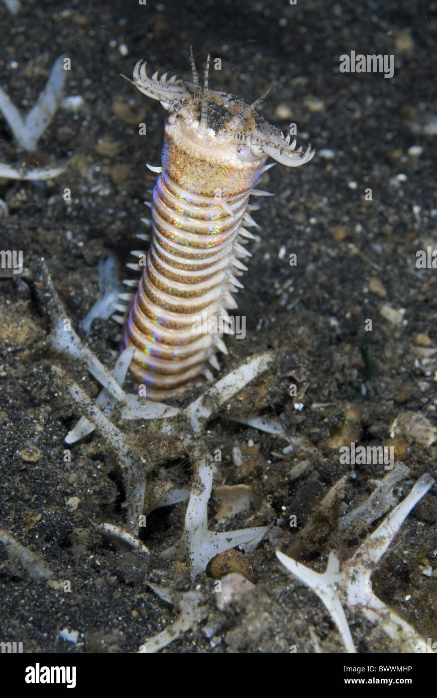 Bobbit worm sea hi-res stock photography and images - Alamy