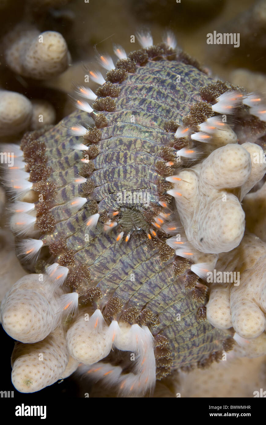 Fire Worm Pherecardia straita coral Nudi Retreat Dive Site Lembeh Black ...