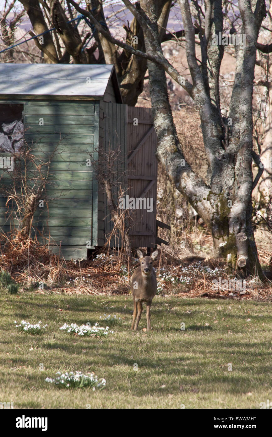 Female Roe deer by garden shed Stock Photo - Alamy